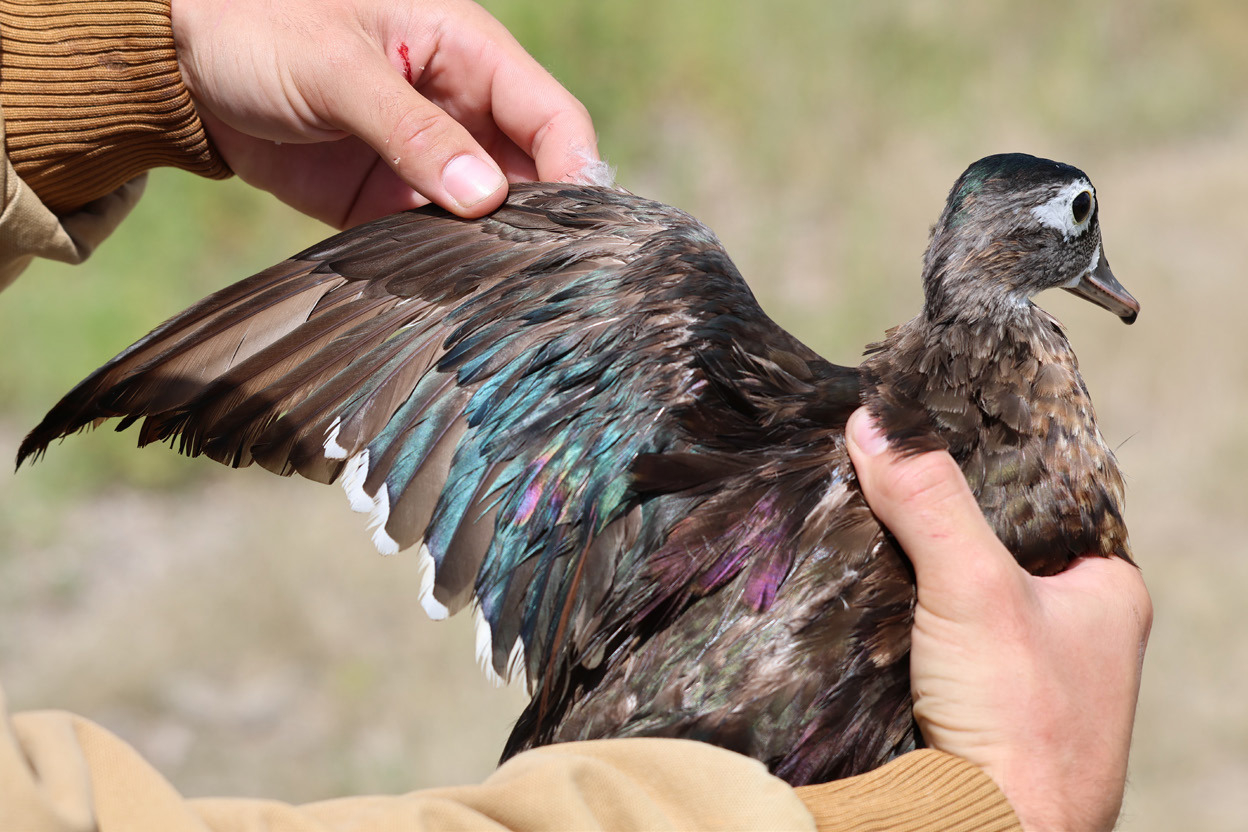 DUCK BANDING AT THE LAKE ANDES NATIONAL WILDLIFE REFUGE | Wagner Post