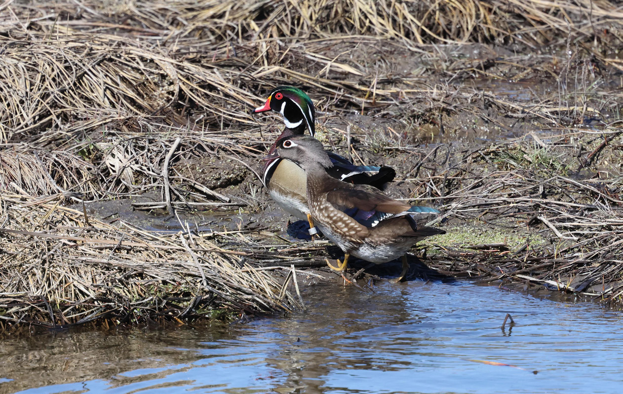 DUCK BANDING AT THE LAKE ANDES NATIONAL WILDLIFE REFUGE | Wagner Post