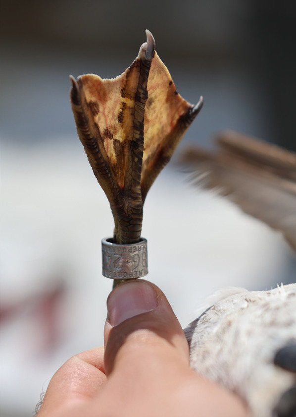 DUCK BANDING AT THE LAKE ANDES NATIONAL WILDLIFE REFUGE | Wagner Post